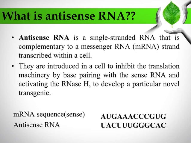 Antisense RNA Technology Forr Crop Improvement | PPTX