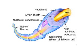 ANTIPSYCHOTIC DRUGS by TARANNUM KHAN | PPT