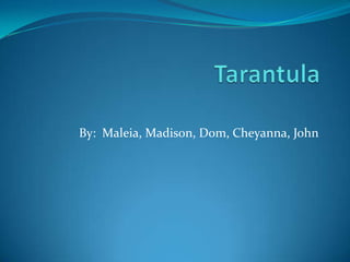 Tarantula group 1 | PPT