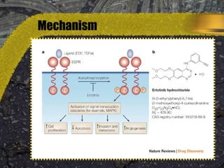 Erlotinib Mechanism Of Action