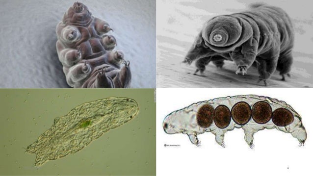 Tardigrade