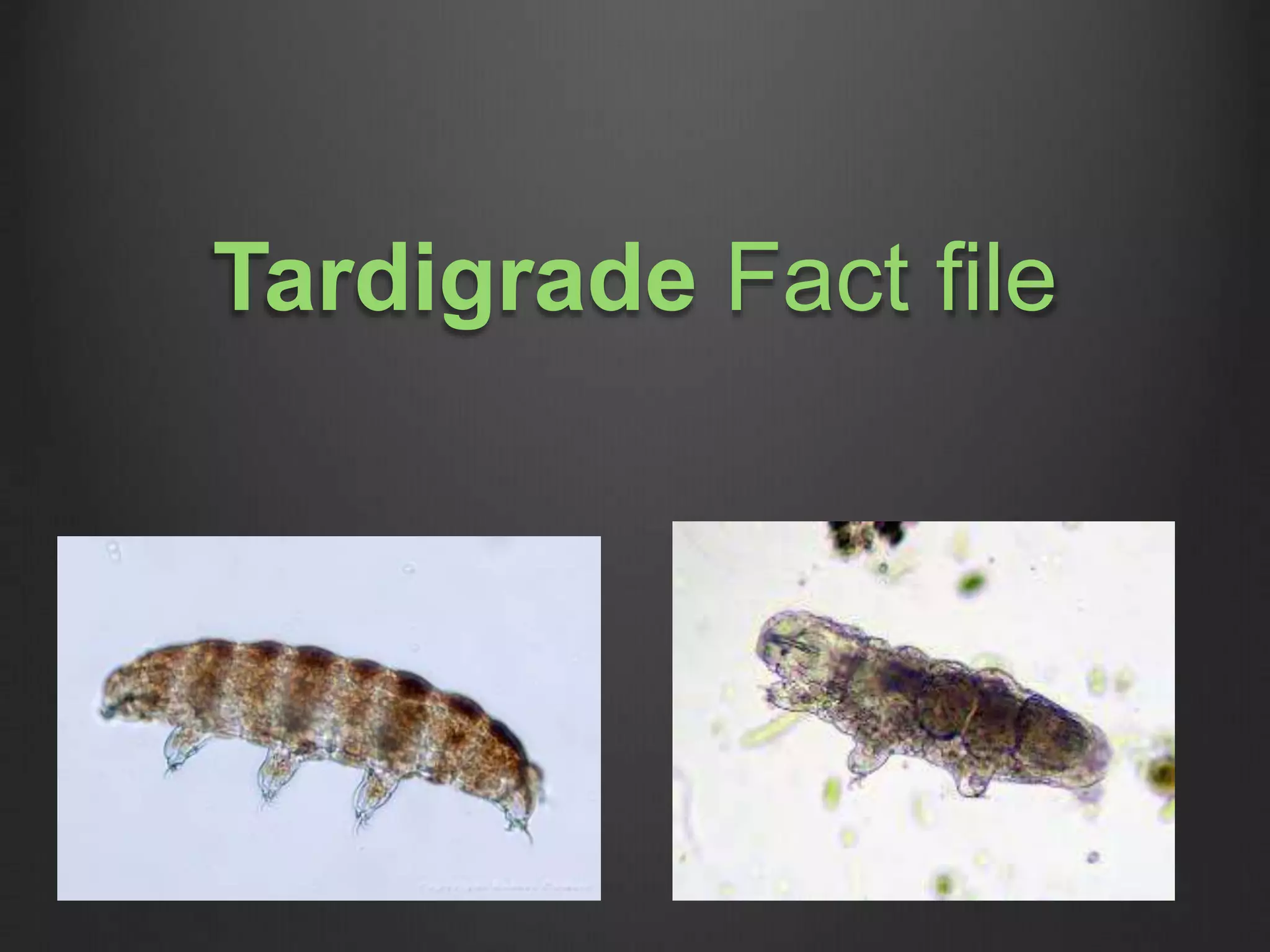 Tardigrade research | PPTX