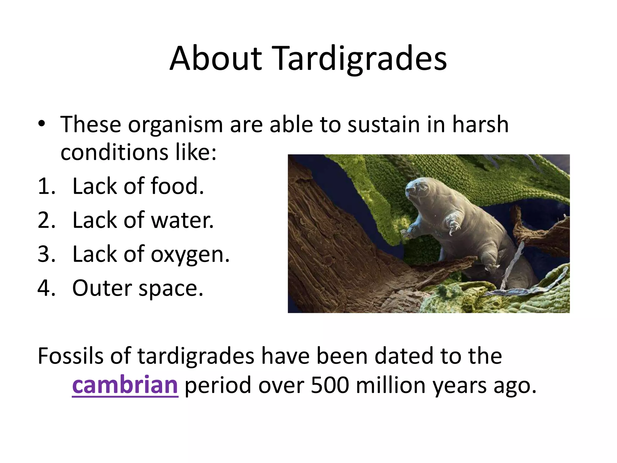Tardigrades : The water bear | PPTX