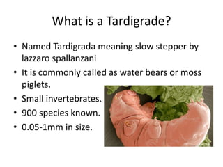 Tardigrades : The water bear | PPTX