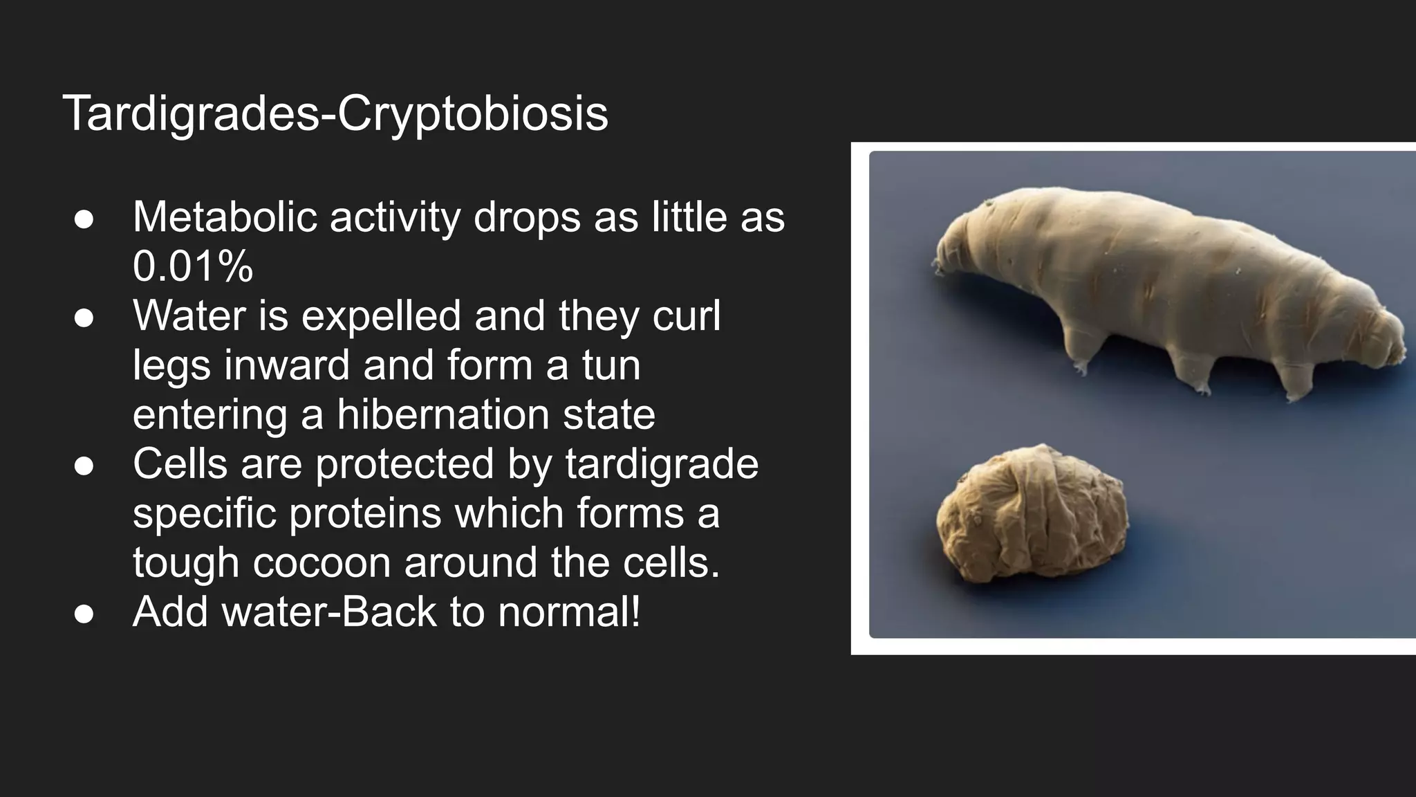 Tardigrades.pdf | Geography | Science