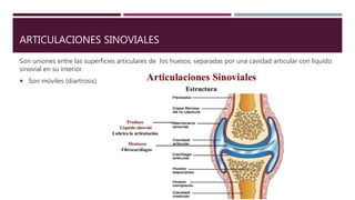 CLASIFICACIÓN DE ARTICULACIONES SINOVIALES / DIPLOMADO DE ORTESIS ...
