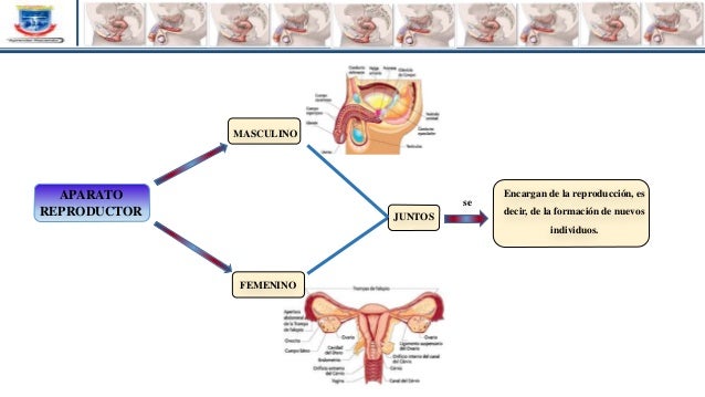 Aparato reproductor masculino y femenino