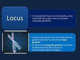 MECANISMOS CELULARES DE LA HERENCIA | PPTX