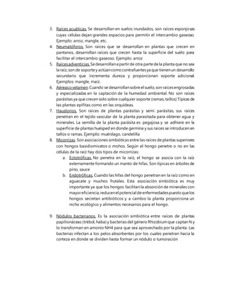 Farmacognosia Clasificación de las hojas | DOCX