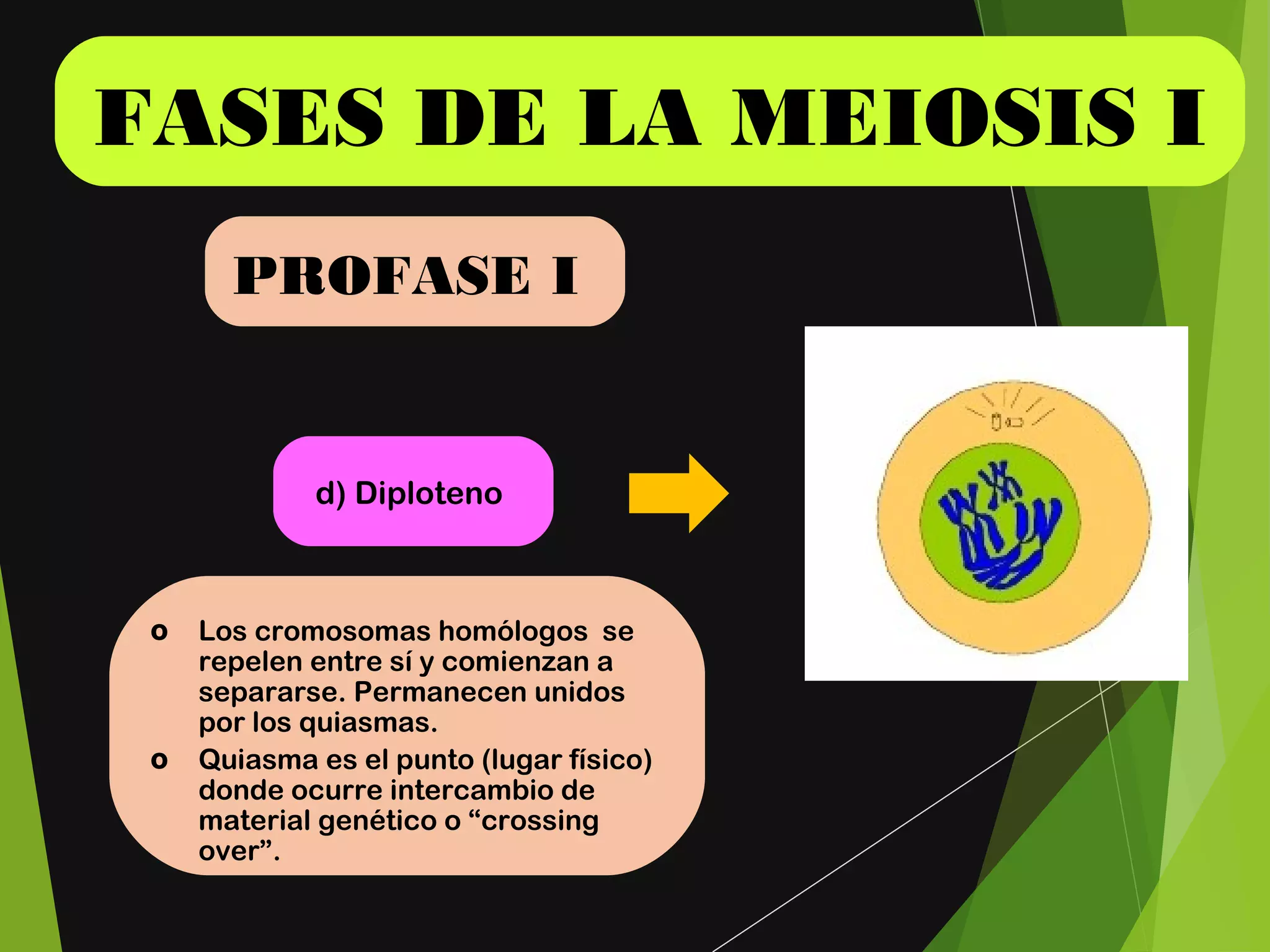 CICLO CELULAR | PPT