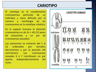 Tarea 3 cromosomas 2014 | PPT