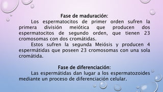 Proceso Gametogénesis | PPTX