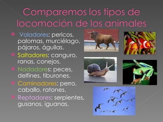 La migración Animal | PPT