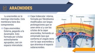 Meninges | PPT