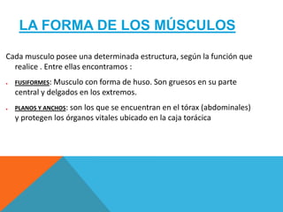 Tarea 6 biologia y conducta sistema muscular | PPTX