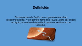 La fecundación humana | PPTX