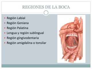 TAREA N18 (3) ANATOMIA TOPOGRÁFICA DE LA CABEZA NOHELIA MAMANITABOADA ...