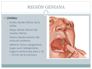 TAREA N18 (3) ANATOMIA TOPOGRÁFICA DE LA CABEZA NOHELIA MAMANITABOADA ...