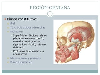TAREA N18 (3) ANATOMIA TOPOGRÁFICA DE LA CABEZA NOHELIA MAMANITABOADA ...