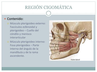 TAREA N18 (3) ANATOMIA TOPOGRÁFICA DE LA CABEZA NOHELIA MAMANITABOADA ...