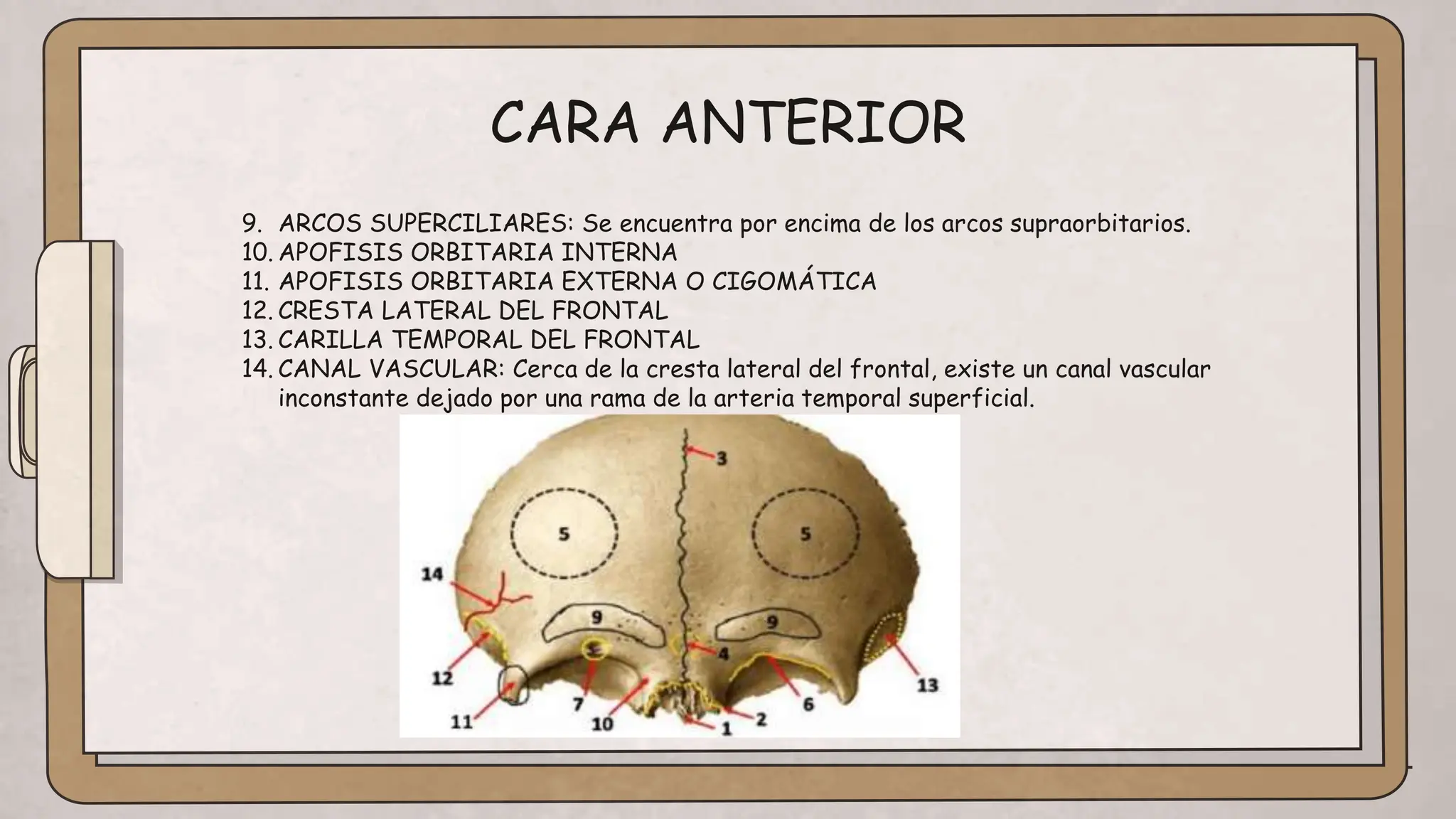TAREA N8 HUESOS DEL CRANEO Y LA CARA_ NOHELIA MAMANI TABOADA ...