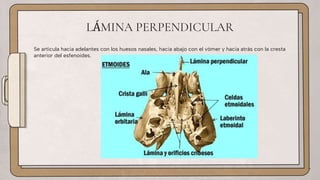 TAREA N8 HUESOS DEL CRANEO Y LA CARA_ NOHELIA MAMANI TABOADA ...