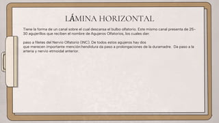 TAREA N8 HUESOS DEL CRANEO Y LA CARA_ NOHELIA MAMANI TABOADA [Autoguardado].pptx