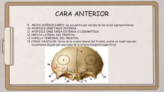 TAREA N8 HUESOS DEL CRANEO Y LA CARA_ NOHELIA MAMANI TABOADA ...