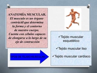 Tarea sistema muscular | PPTX