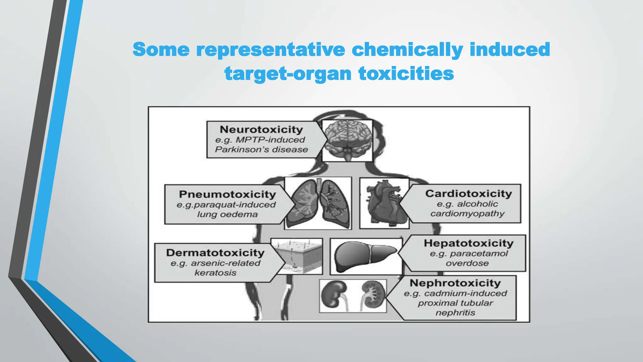 Target-Organ Toxicity i.e hepato and nephrotoxicants.pptx