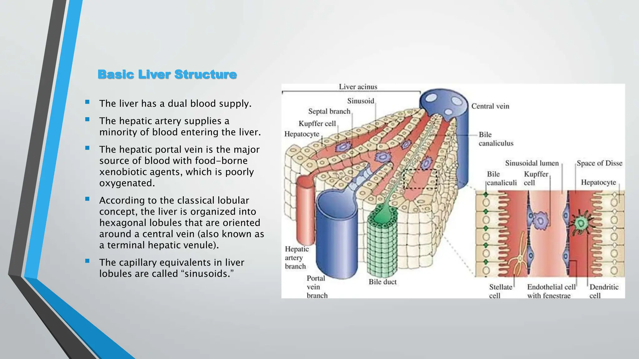 Target-Organ Toxicity i.e hepato and nephrotoxicants.pptx