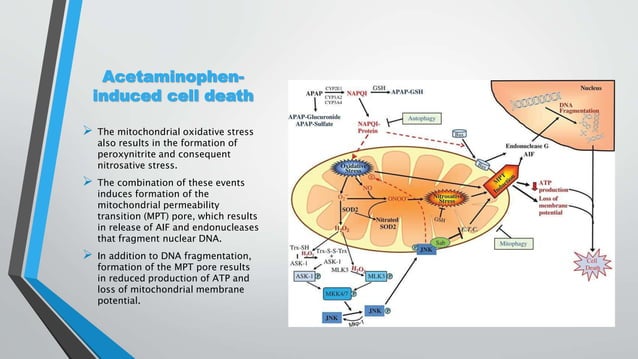 Target-Organ Toxicity i.e hepato and nephrotoxicants.pptx | Endocrine ...