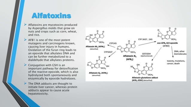 Target-Organ Toxicity i.e hepato and nephrotoxicants.pptx | Endocrine ...