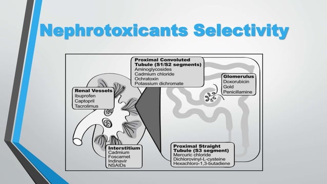 Target-Organ Toxicity i.e hepato and nephrotoxicants.pptx | Endocrine ...