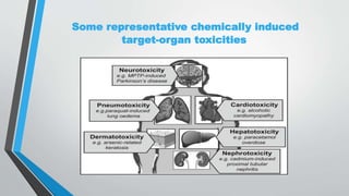Target-Organ Toxicity i.e hepato and nephrotoxicants.pptx