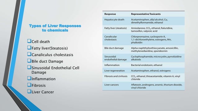 Target-Organ Toxicity i.e hepato and nephrotoxicants.pptx | Endocrine ...