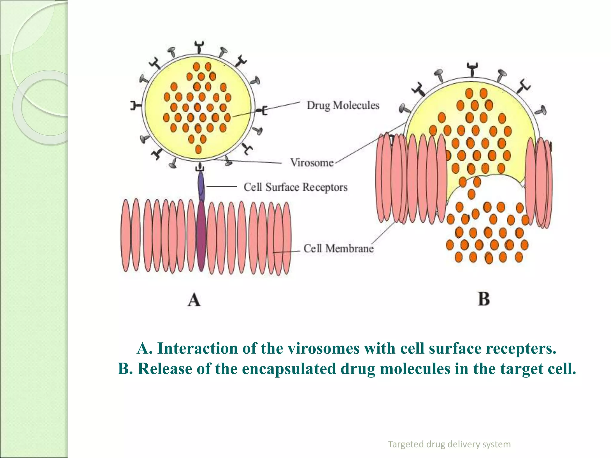 Targeted drug delivery system | PPT