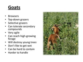 Targeted grazing | PPT