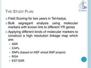 Targeted Mapping of Loci Conferring Resistance to Yellow Rust in Pavon ...