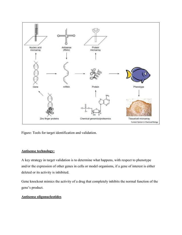Target identification in drug discovery | PDF | Genetics | Science