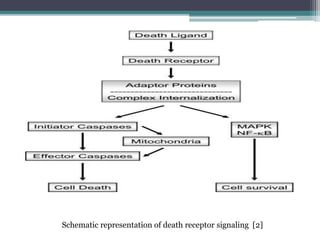 Targeting cell death receptor ligand systems in cancer treatment by dr ...