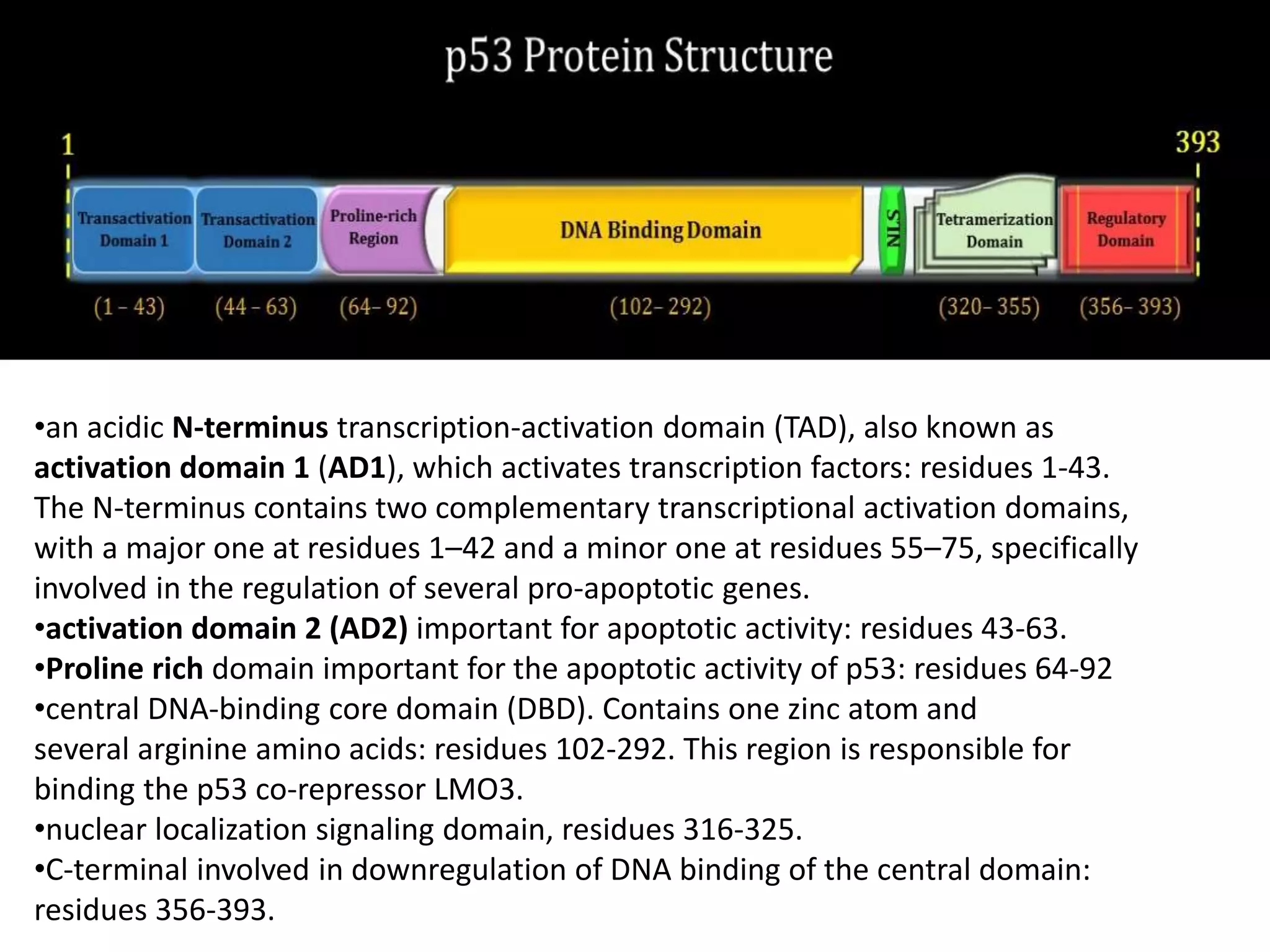 Targeting p53 for Novel Anticancer Therapy | PPT