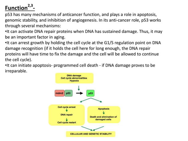 Targeting p53 for Novel Anticancer Therapy | PPT
