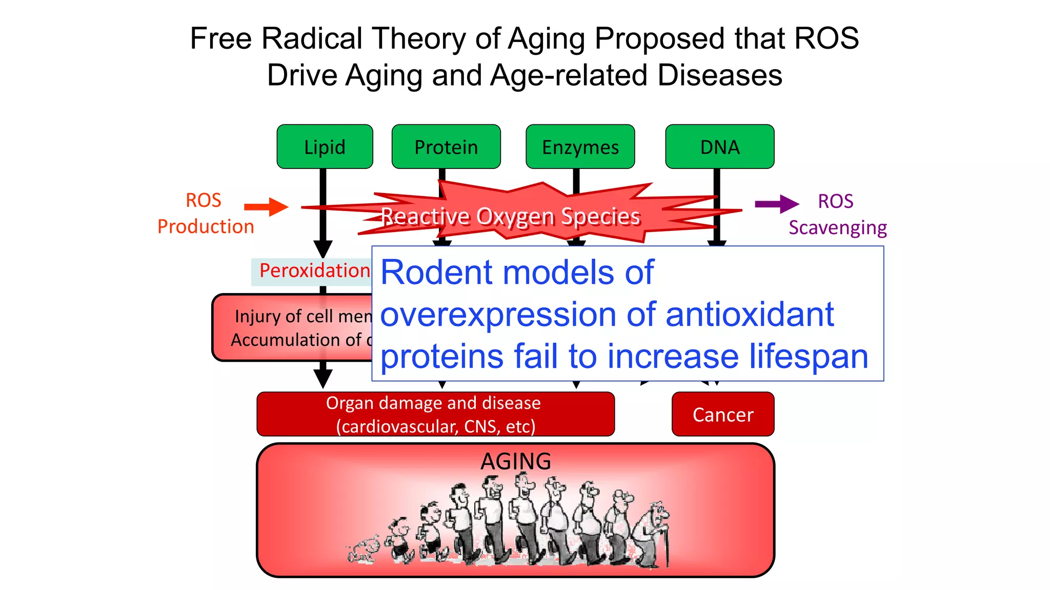 Targeting the hallmarks of aging to reverse age related cardiac ...