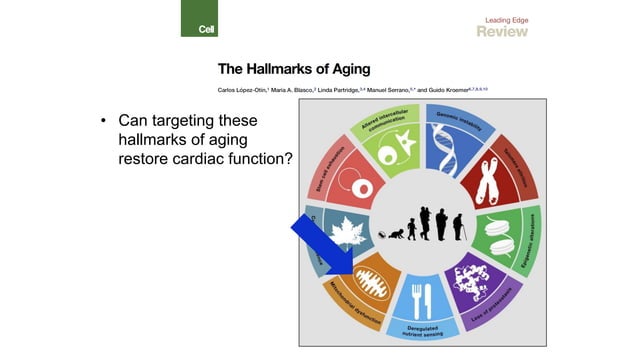 Targeting the hallmarks of aging to reverse age related cardiac ...