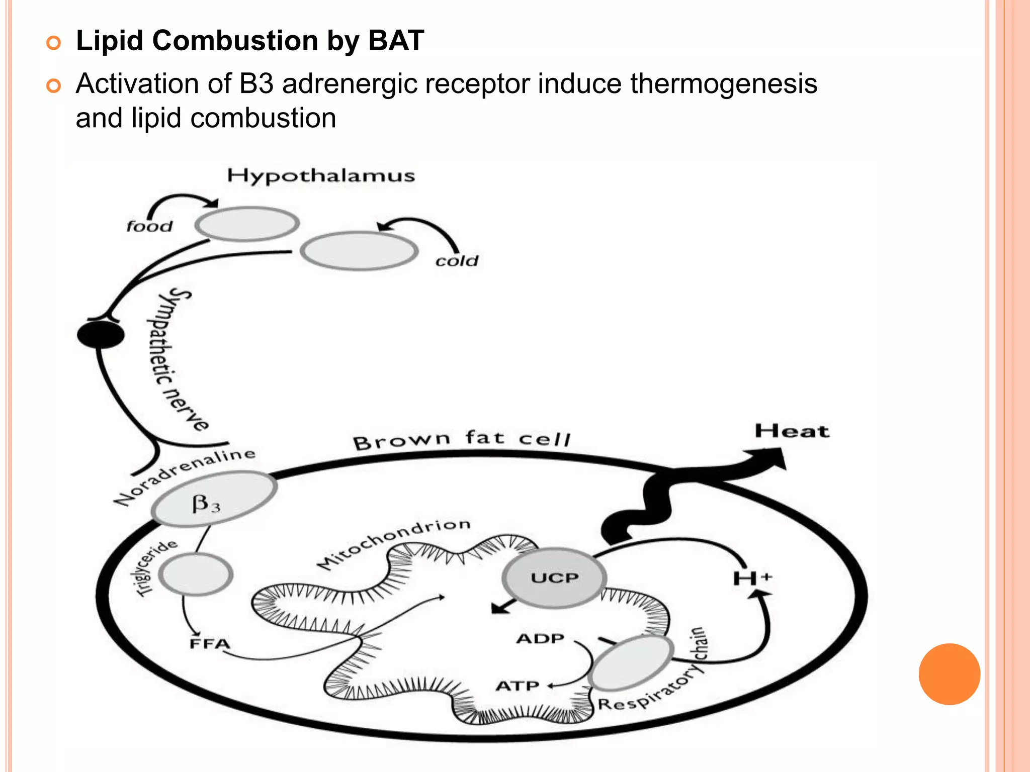 Targeting white, brown and perivascular adipose tissue in ...