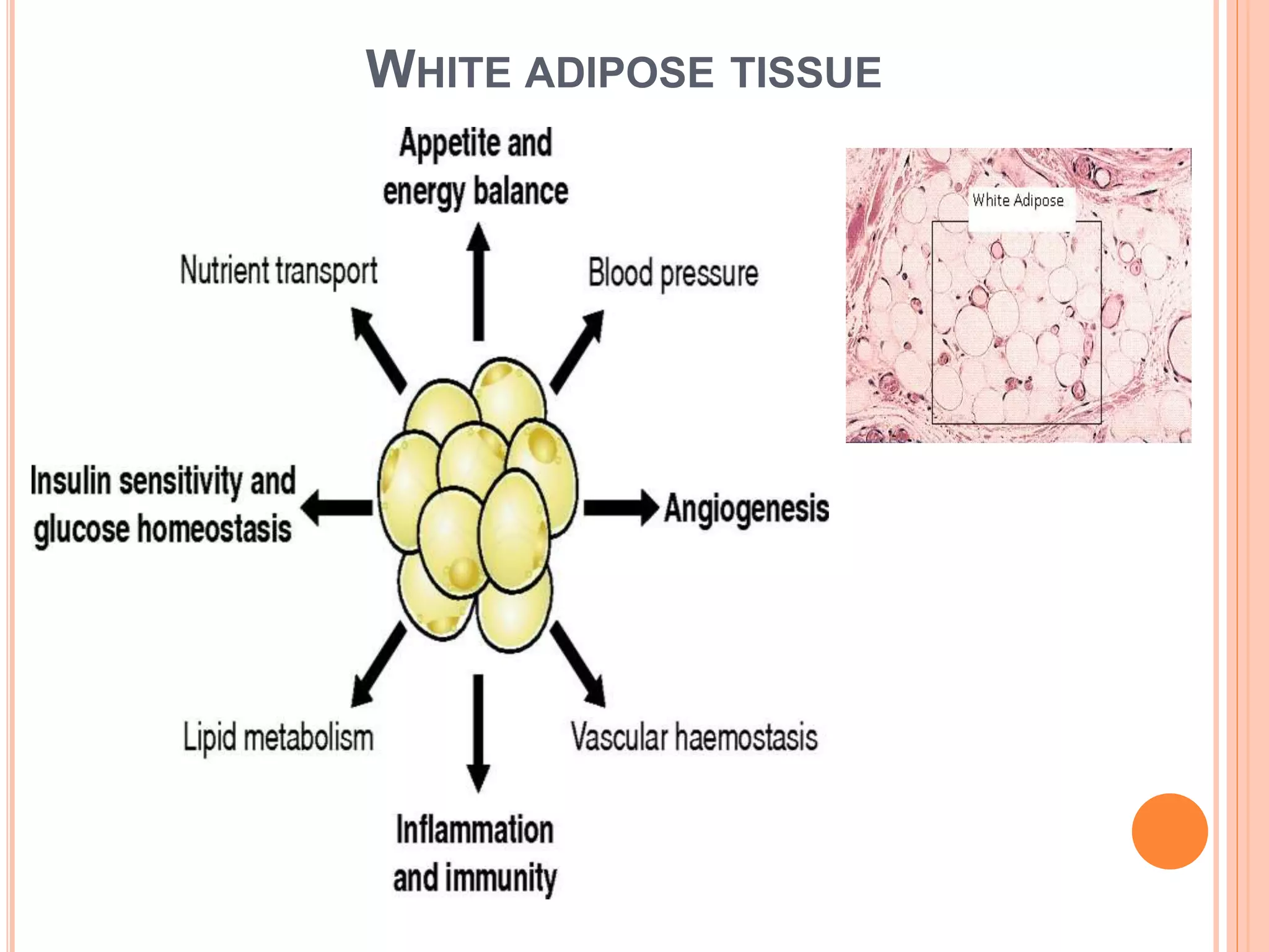 Targeting white, brown and perivascular adipose tissue in ...