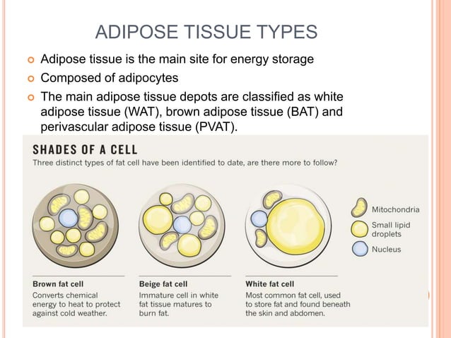 Targeting white, brown and perivascular adipose tissue in ...
