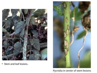 Target Spot Disease of Tomato_Symptoms & Management.pptx