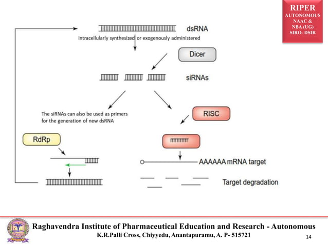 Target Validation | PPTX | Biological Sciences | Science